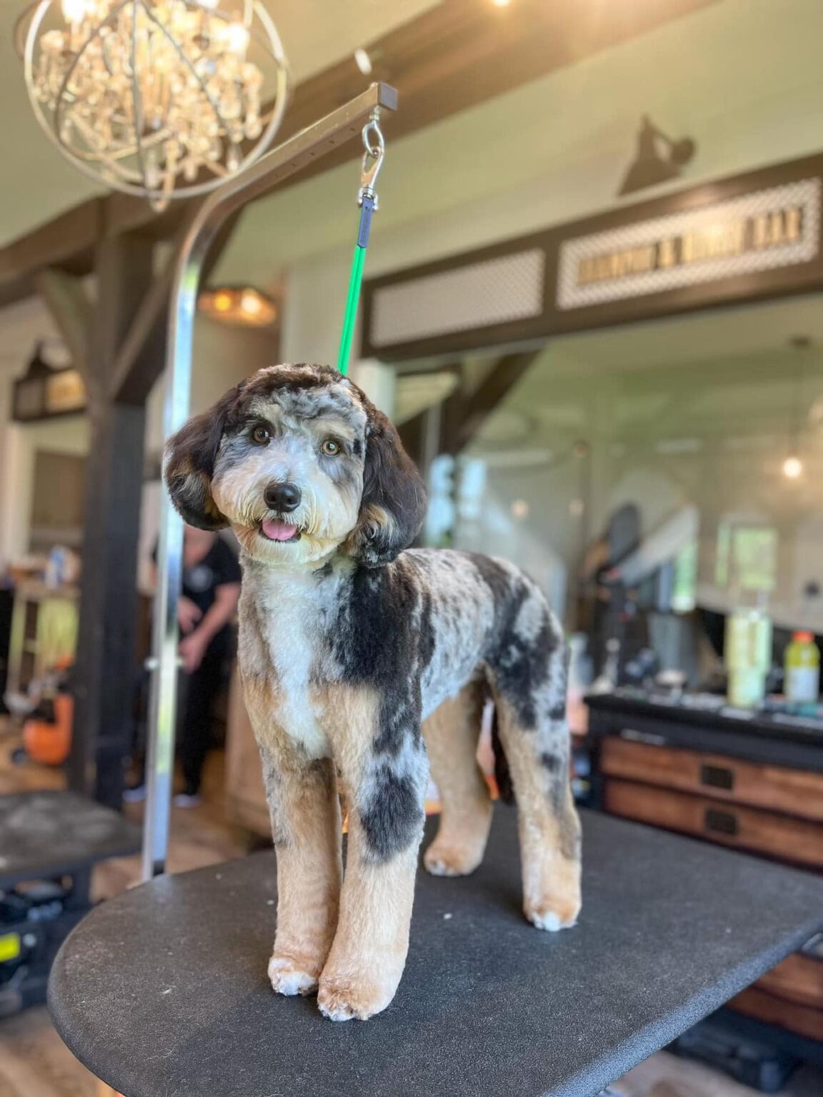 Services – Ruff and Tumble