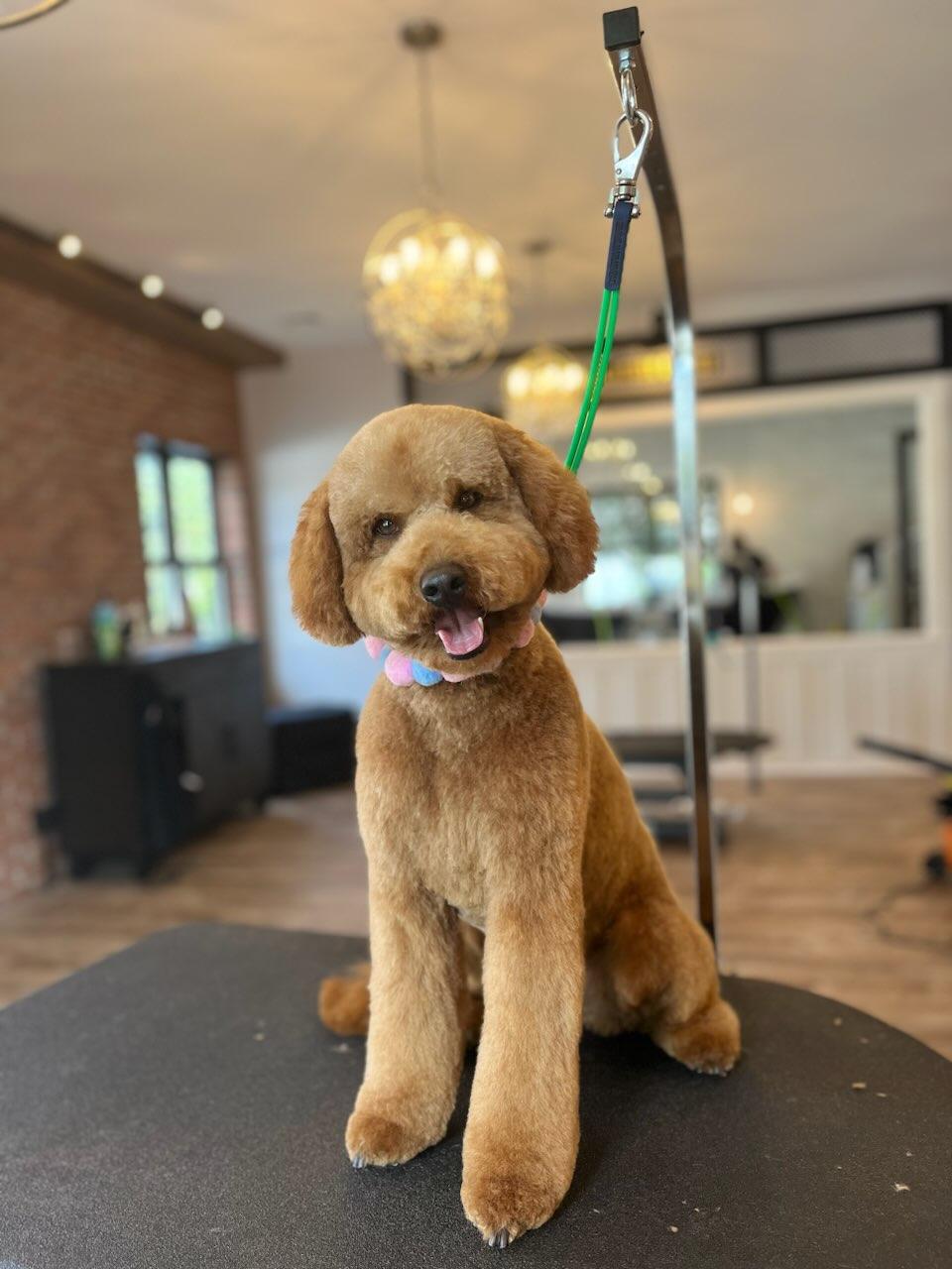 Services – Ruff and Tumble