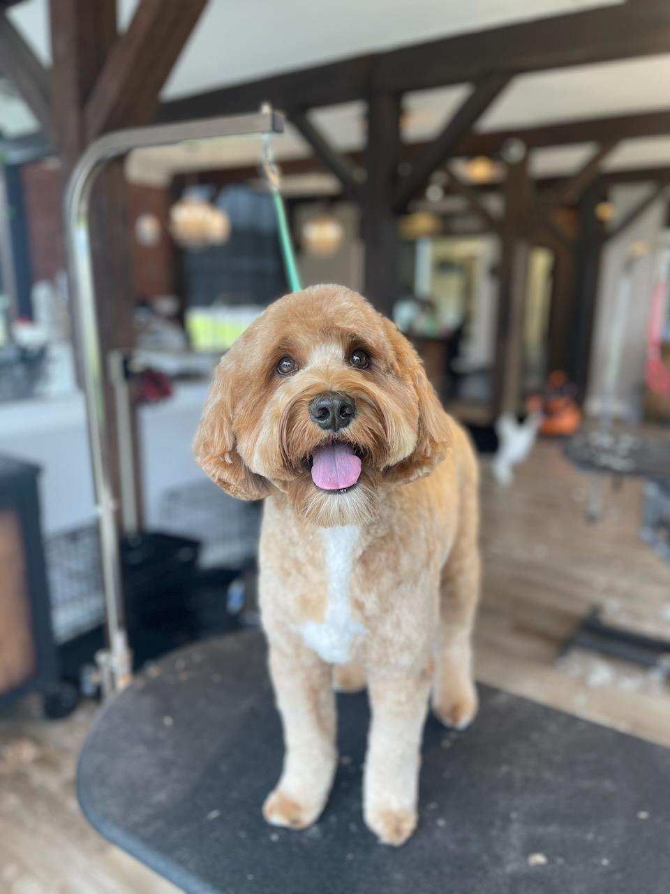 Services – Ruff and Tumble