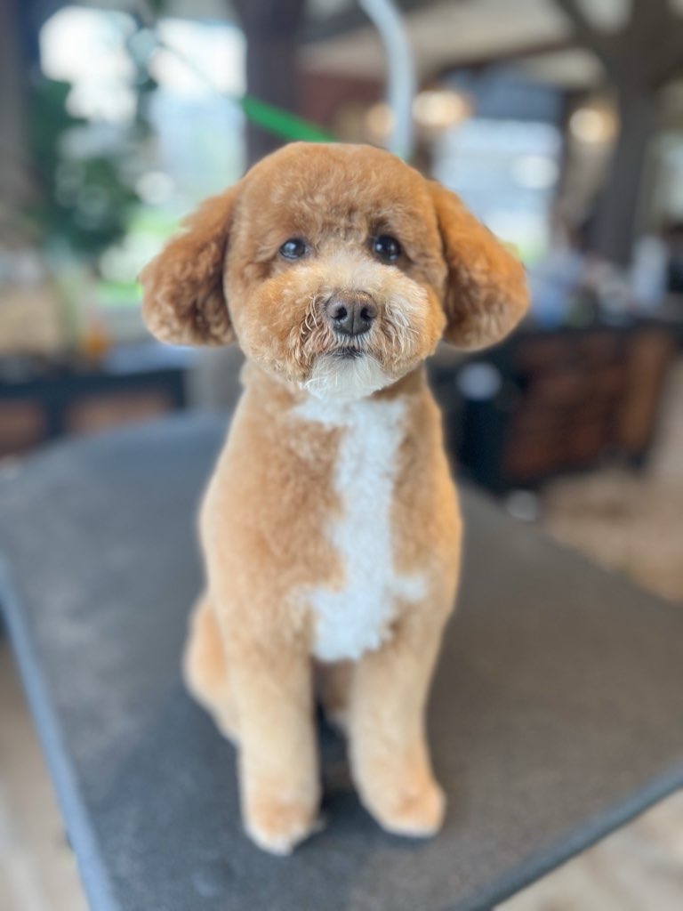 Services – Ruff and Tumble